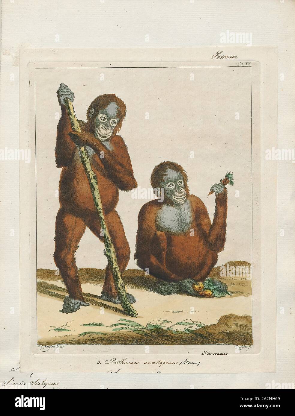 Simia satyrus, Print, Apes (Hominoidea) are a branch of Old World ...