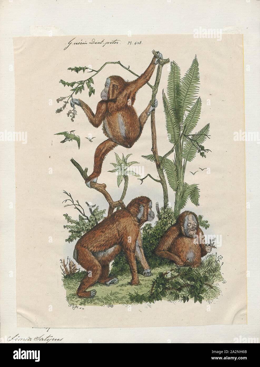 Simia satyrus, Print, Apes (Hominoidea) are a branch of Old World ...