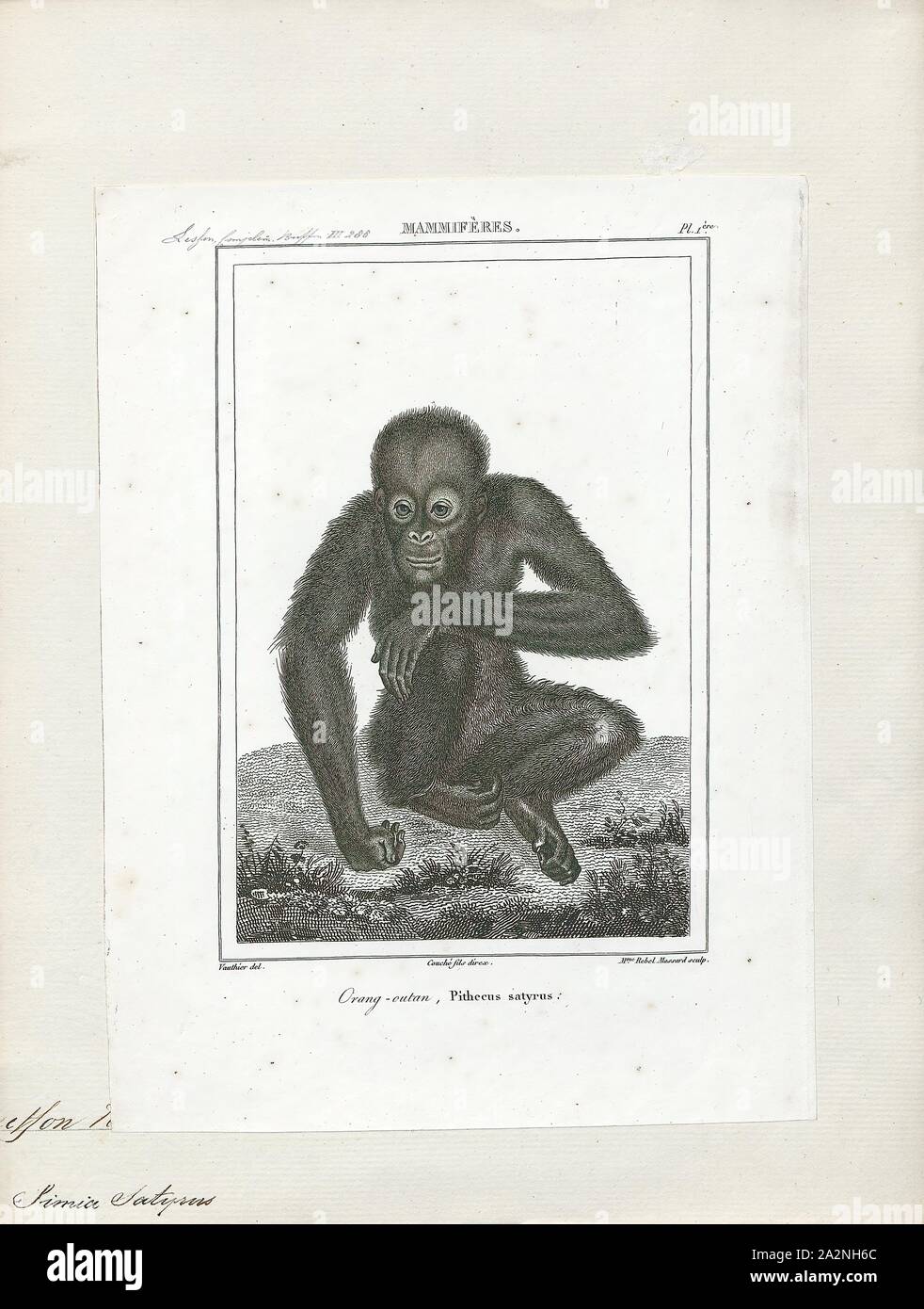 Simia satyrus, Print, Apes (Hominoidea) are a branch of Old World ...
