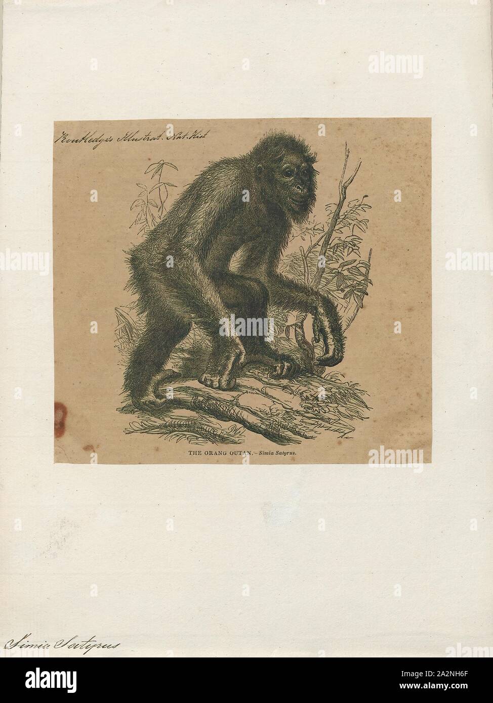Evolved apes hi-res stock photography and images - Alamy
