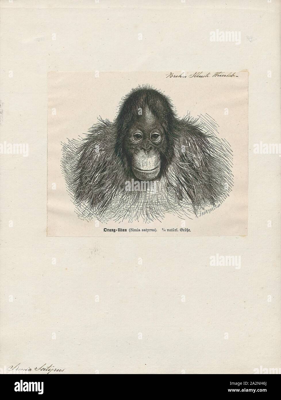 Simia satyrus, Print, Apes (Hominoidea) are a branch of Old World ...