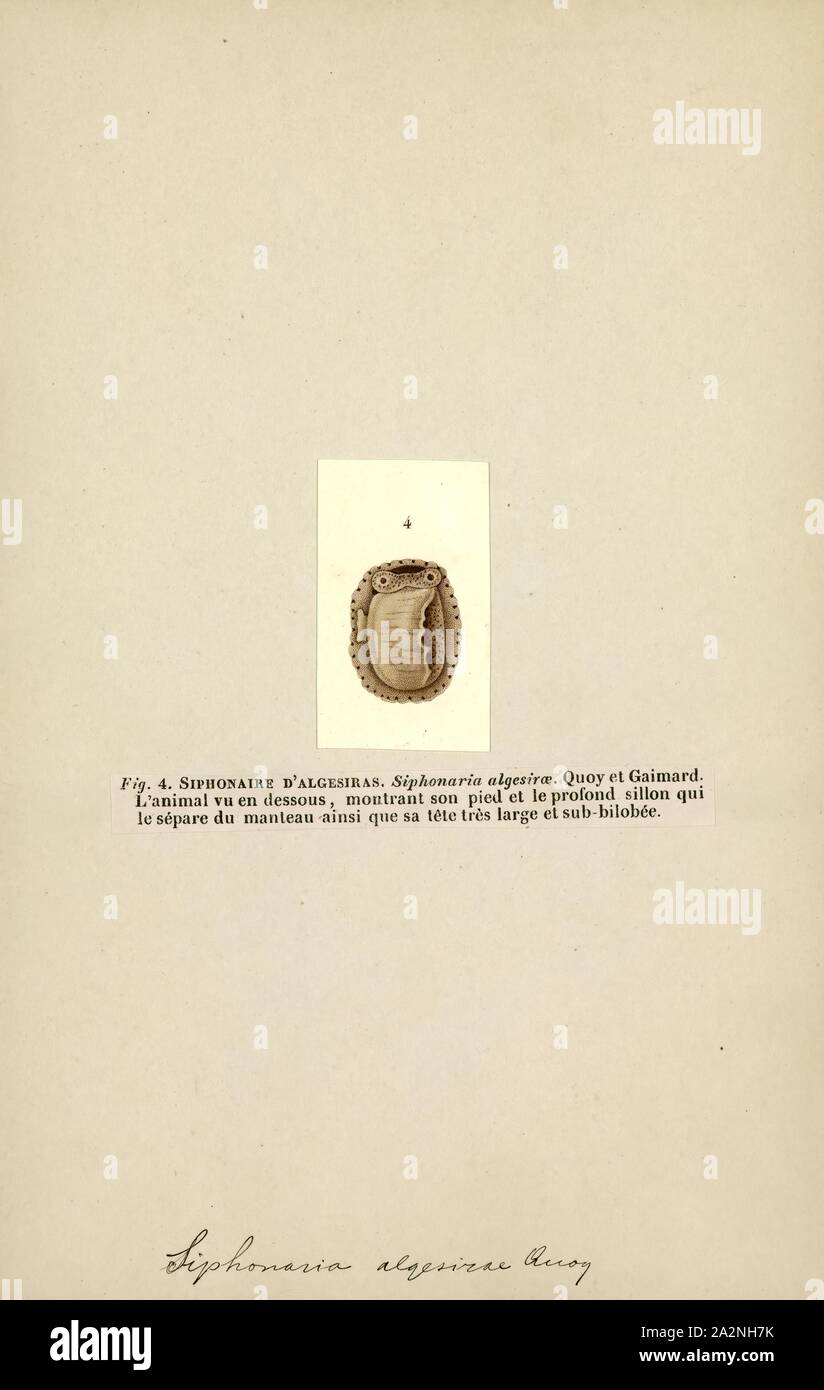 Siphonaria, Print, Siphonaria is a genus of air-breathing sea snails or ...