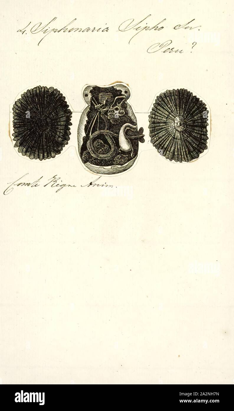 Siphonaria sipho, Print, Siphonaria is a genus of air-breathing sea ...