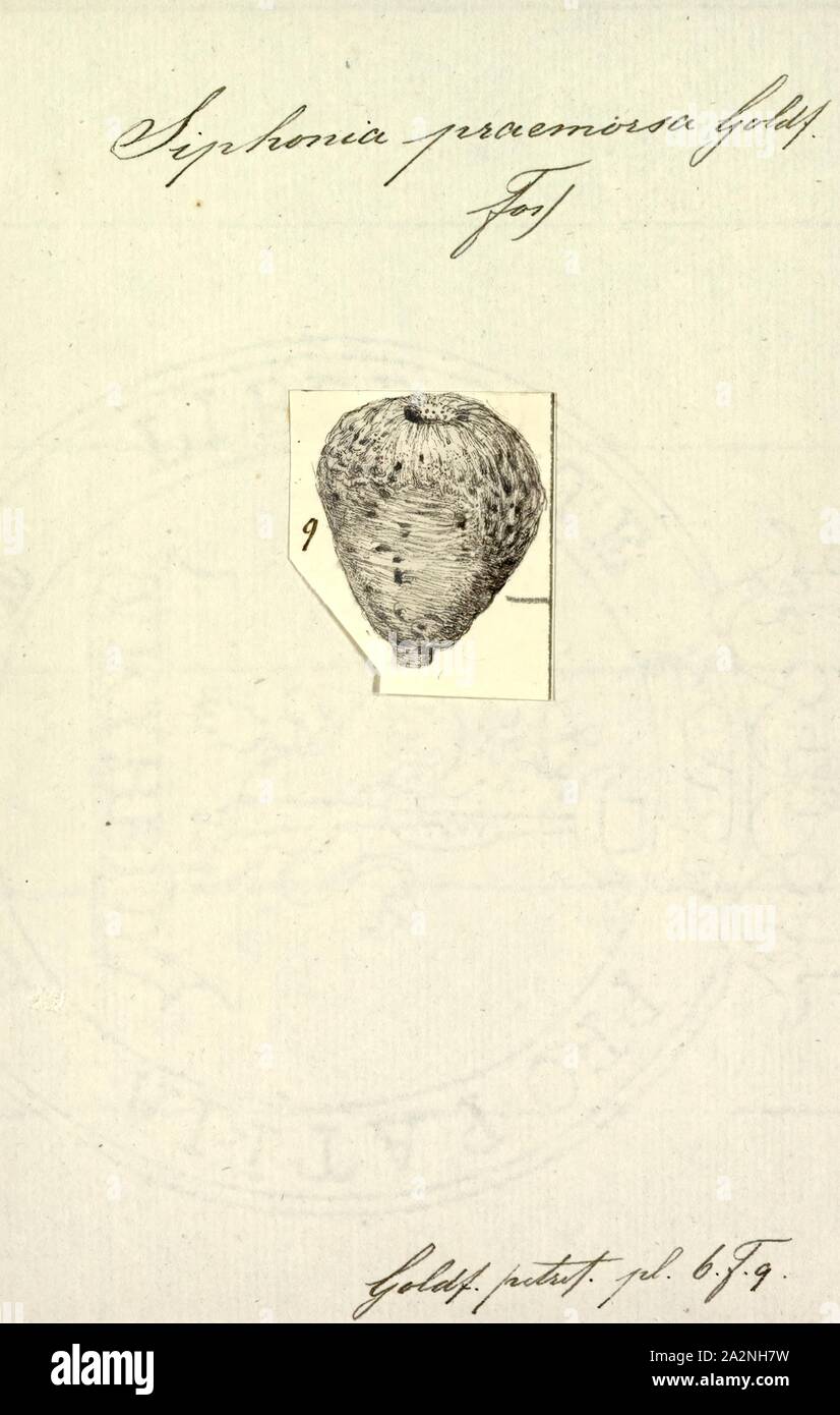 Siphonia praemorsa, Print, Siphonia is a genus of extinct hallirhoid ...