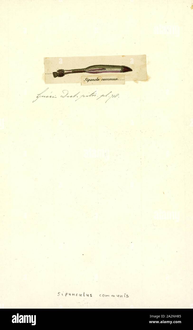 Sipunculus hi-res stock photography and images - Alamy