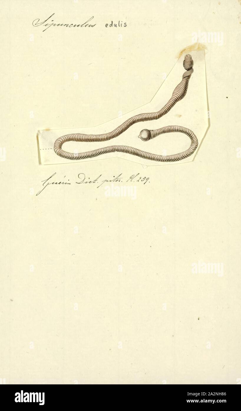 Sipunculus hi-res stock photography and images - Alamy