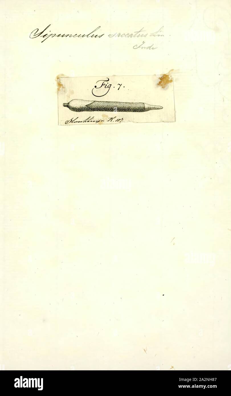 Sipunculus saccatus, Print Stock Photo - Alamy