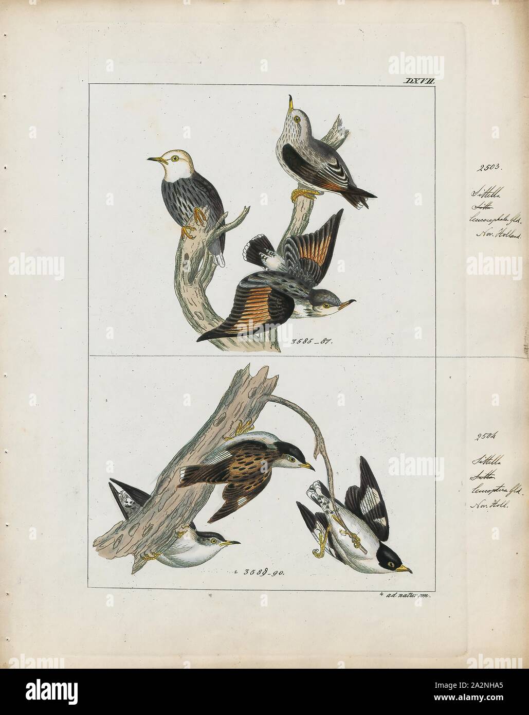 Sittella leucocephala hi-res stock photography and images - Alamy