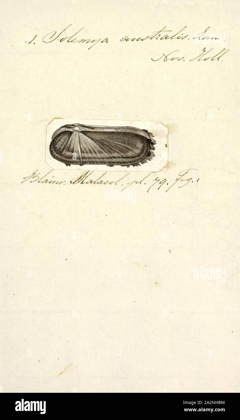 Solemya australis, Print, Solemya is a genus of saltwater clams, marine ...
