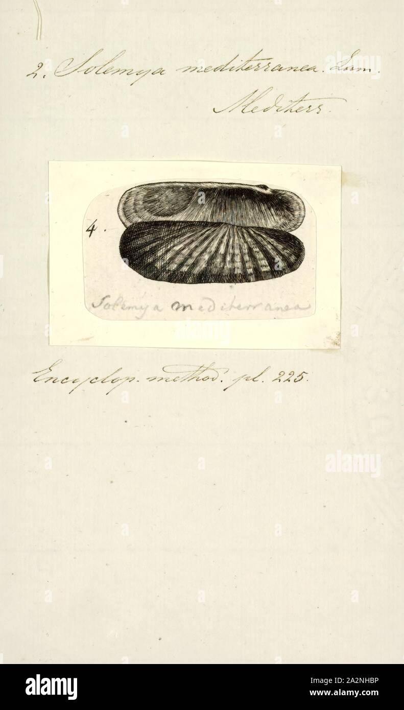 Awning clams hi-res stock photography and images - Alamy