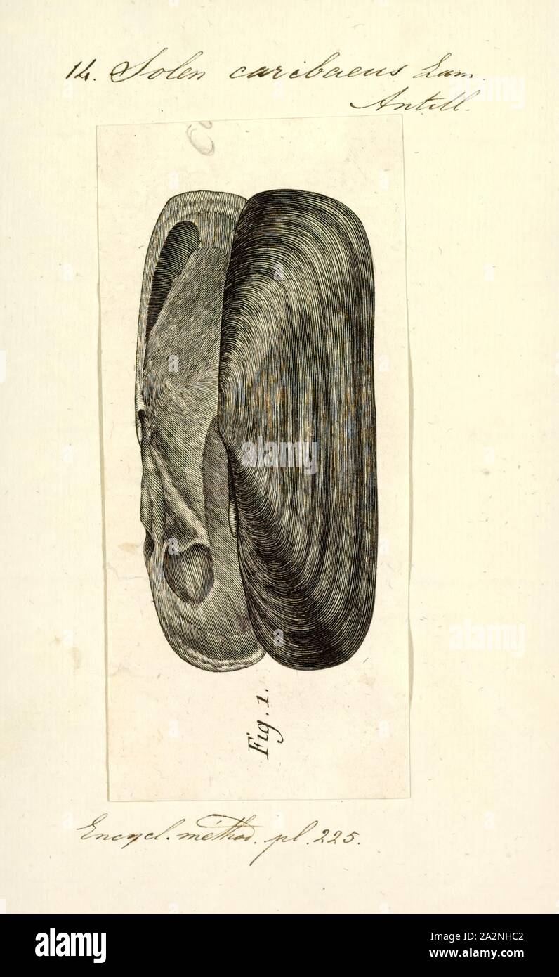 Solen caribaeus, Print Stock Photo - Alamy