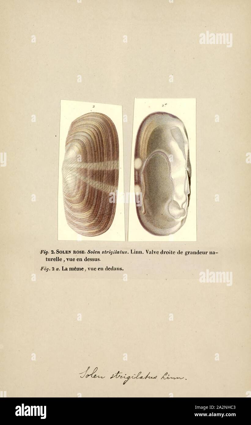 Solen High Resolution Stock Photography and Images - Alamy