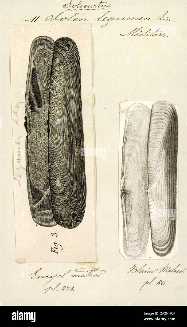 Solen legumen hi-res stock photography and images - Alamy