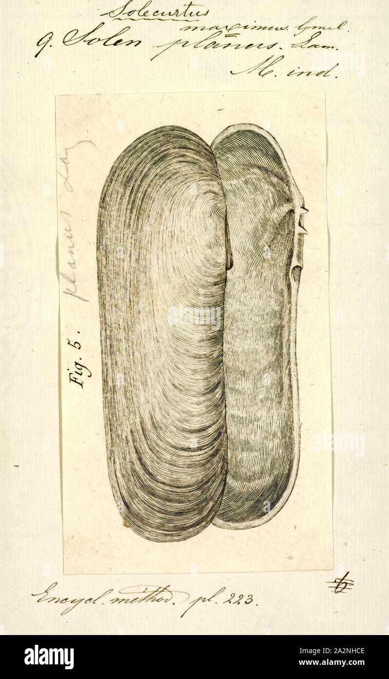 Solen planus hi-res stock photography and images - Alamy