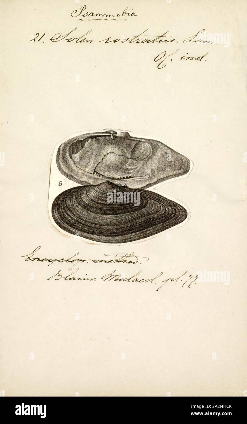 Solen rostratus hi-res stock photography and images - Alamy