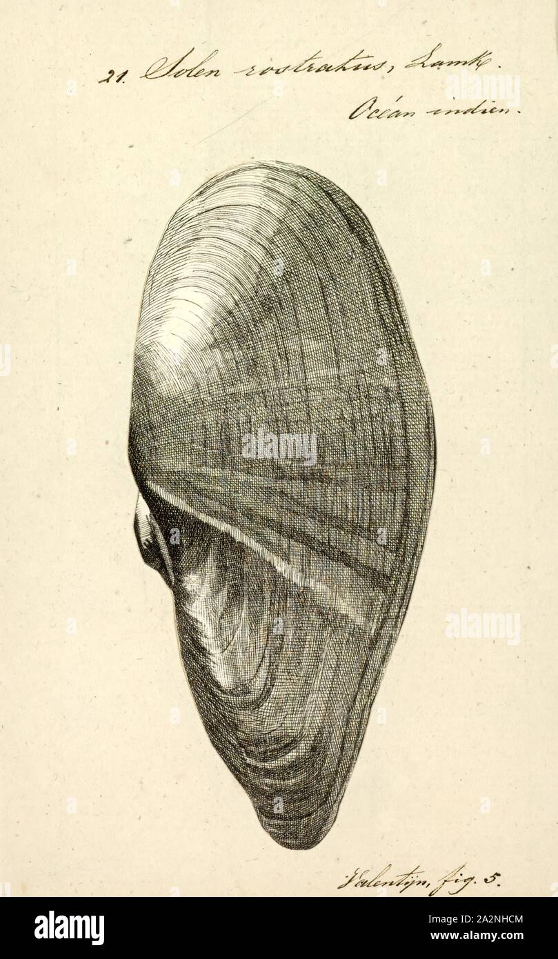 Solen rostratus hi-res stock photography and images - Alamy