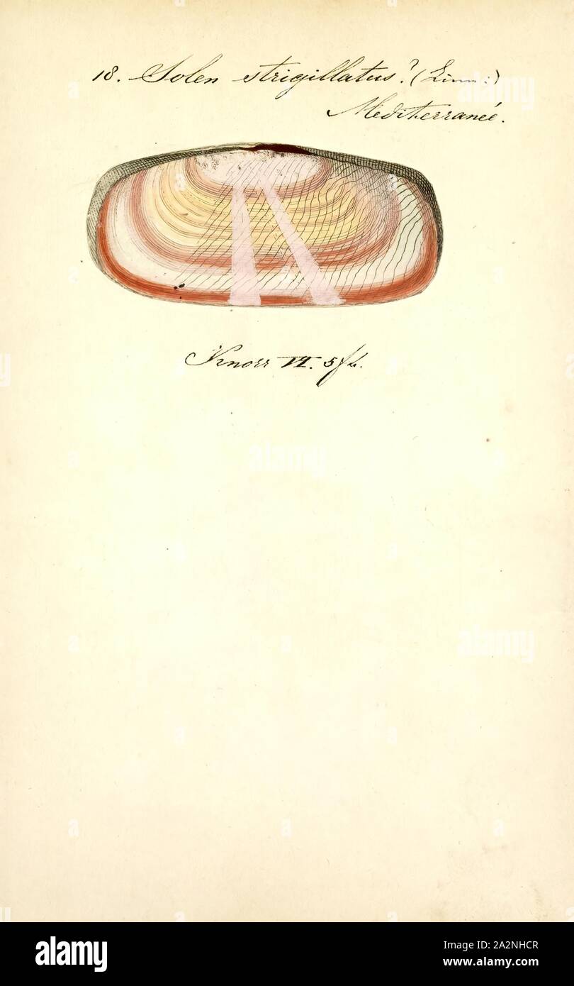 Solen strigillatus hi-res stock photography and images - Alamy