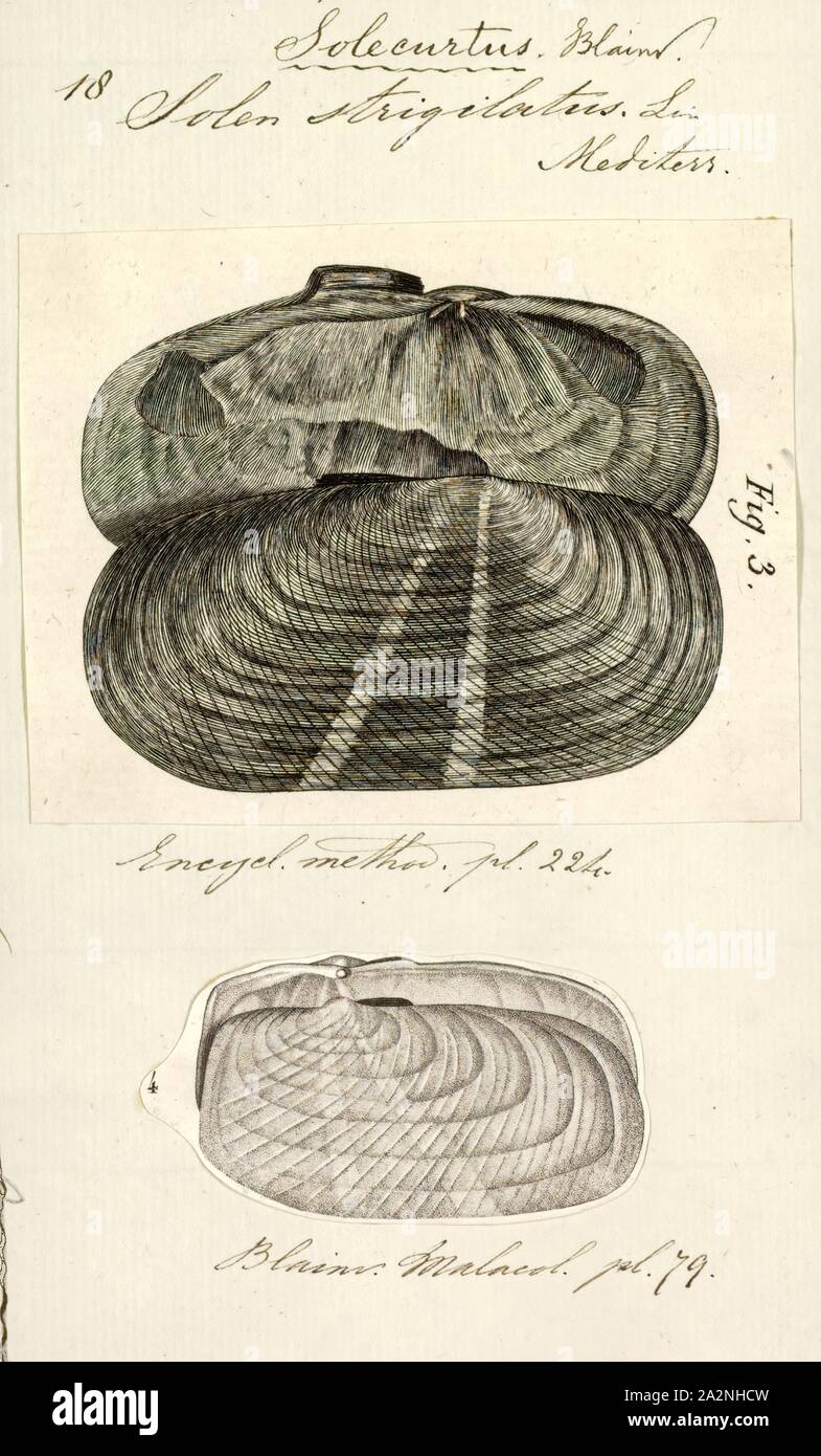 Solen strigilatus hi-res stock photography and images - Alamy