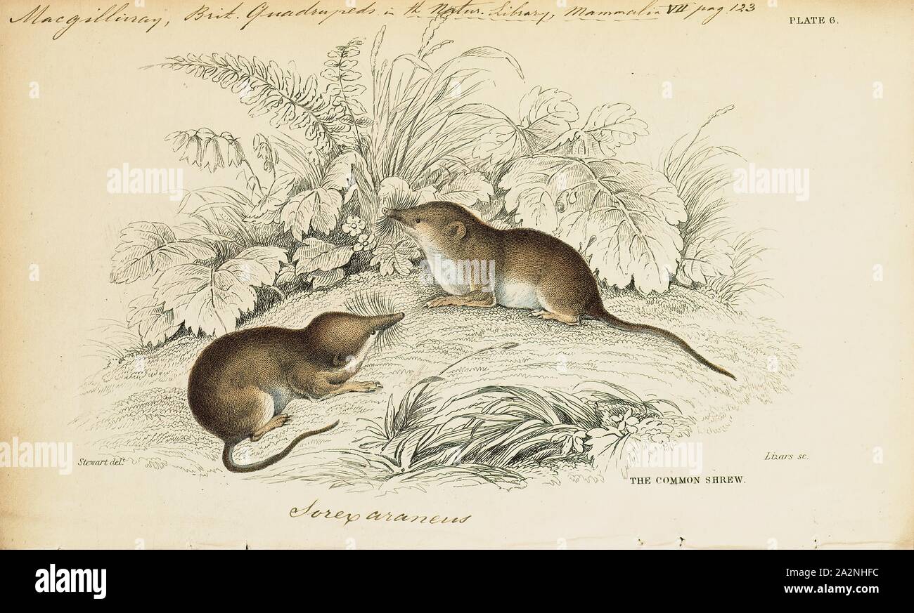 Juvenile shrews hi-res stock photography and images - Alamy