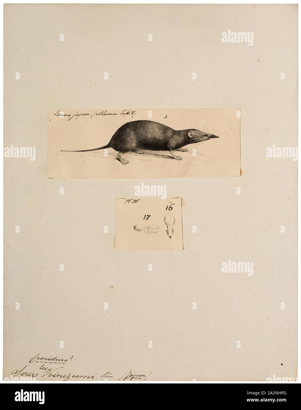 32 teeth hi-res stock photography and images - Alamy