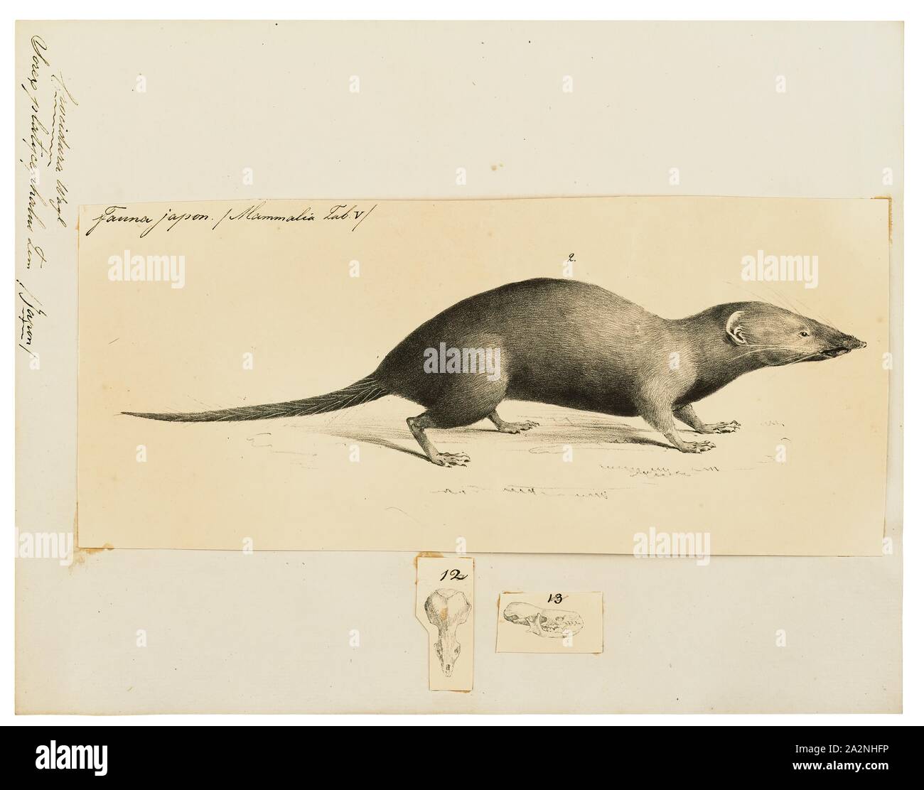 Sorex platycephalus hi-res stock photography and images - Alamy