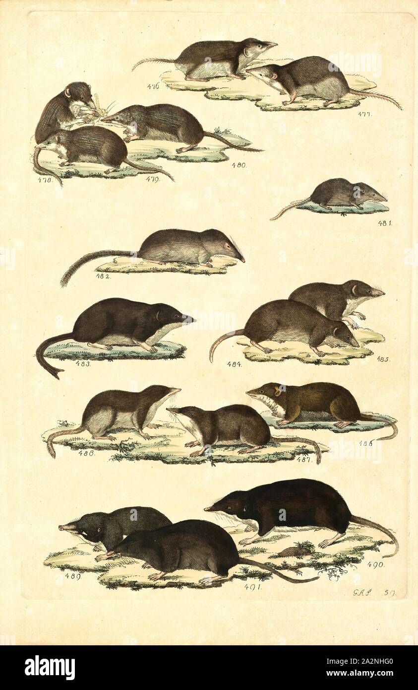 Sorex remifer, Print, The genus Sorex includes many of the common ...