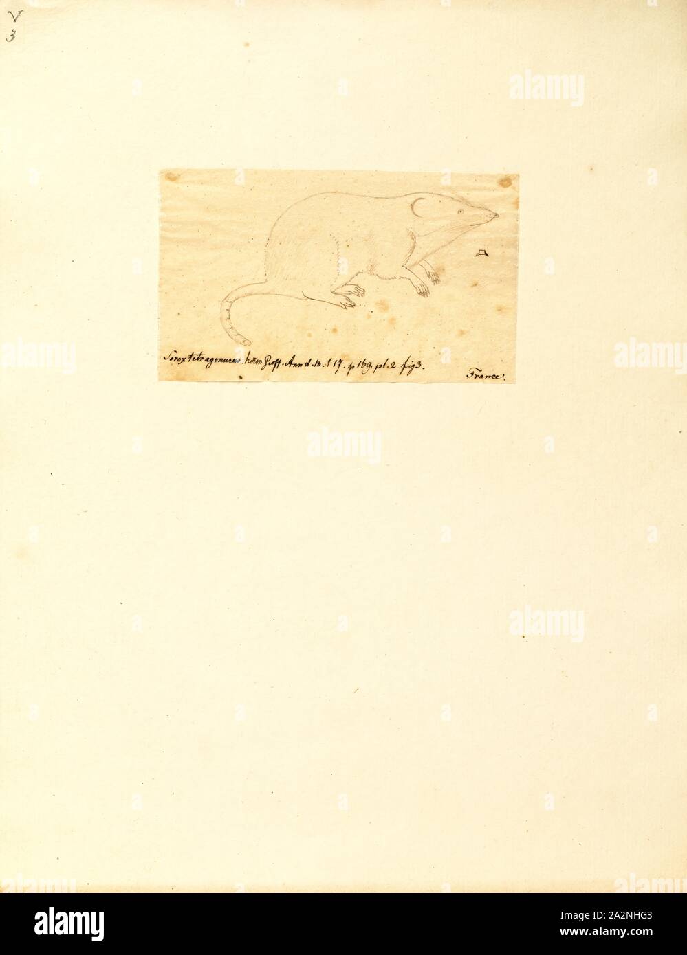 Sorex tetragonurus hi-res stock photography and images - Alamy