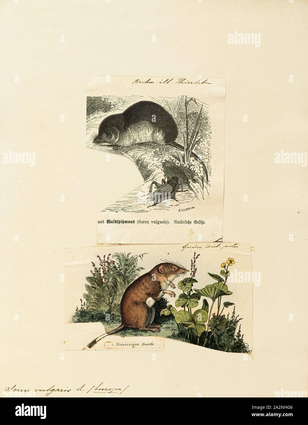 Sorex vulgaris hi-res stock photography and images - Alamy