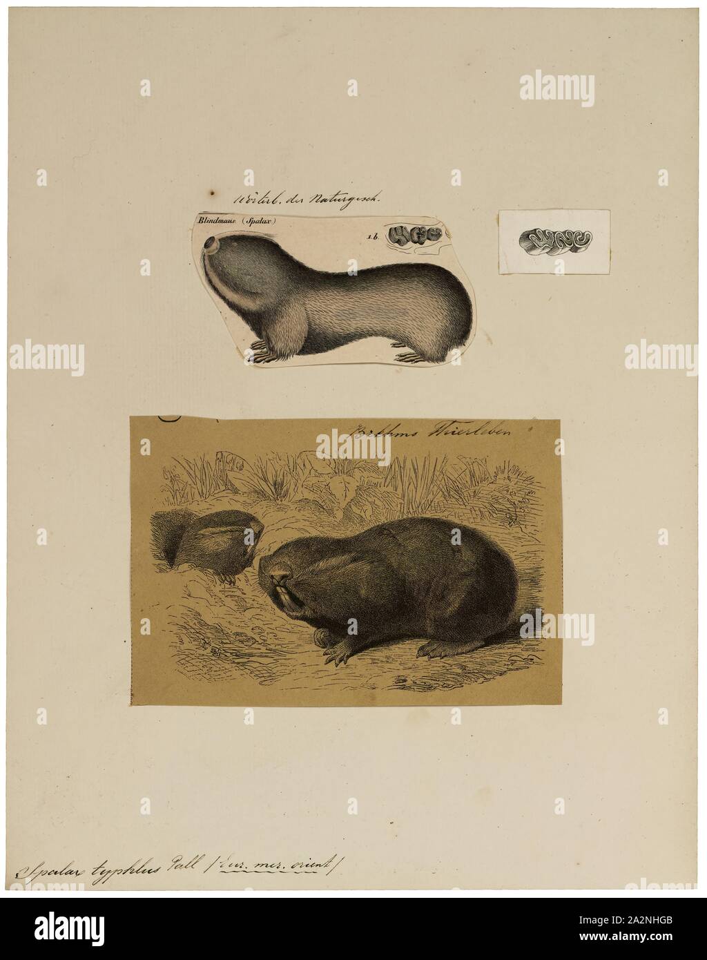 Spalax typhlus hi-res stock photography and images - Alamy