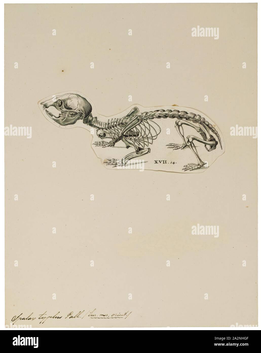 Spalacinae hi-res stock photography and images - Alamy