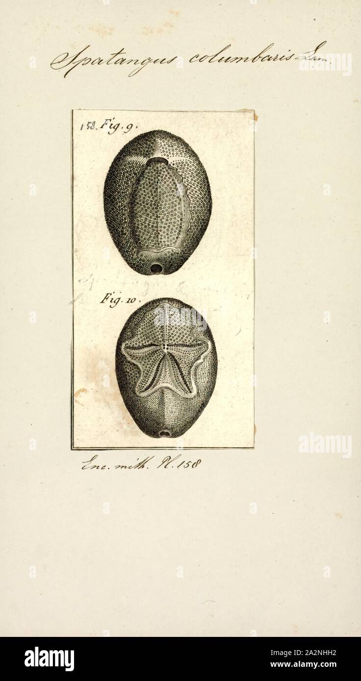 Columbaris hi-res stock photography and images - Alamy