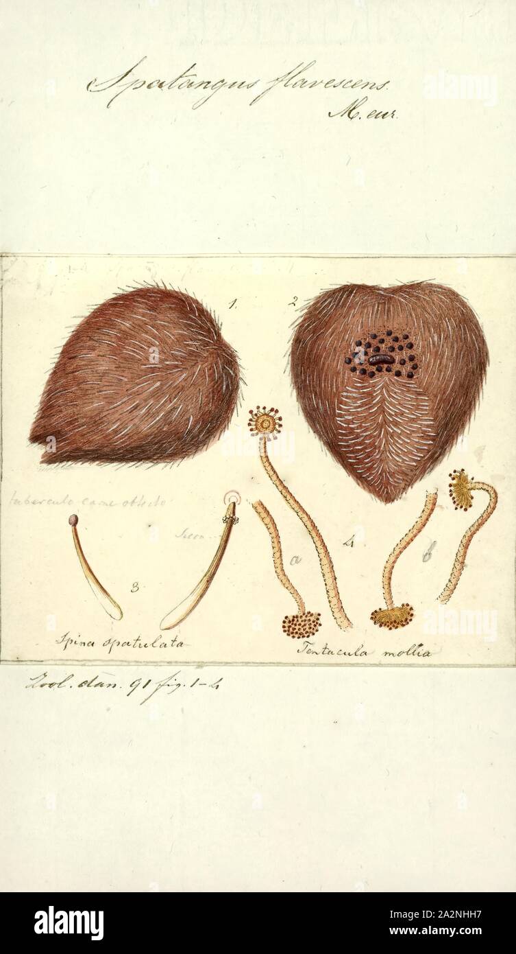 Spatangus flavescens hi-res stock photography and images - Alamy