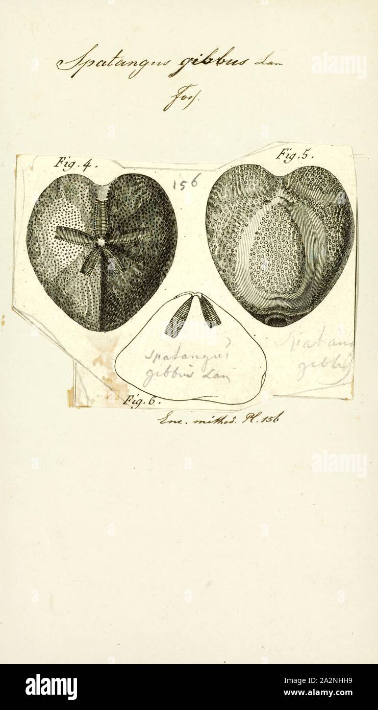 Spatangus gibbus hi-res stock photography and images - Alamy