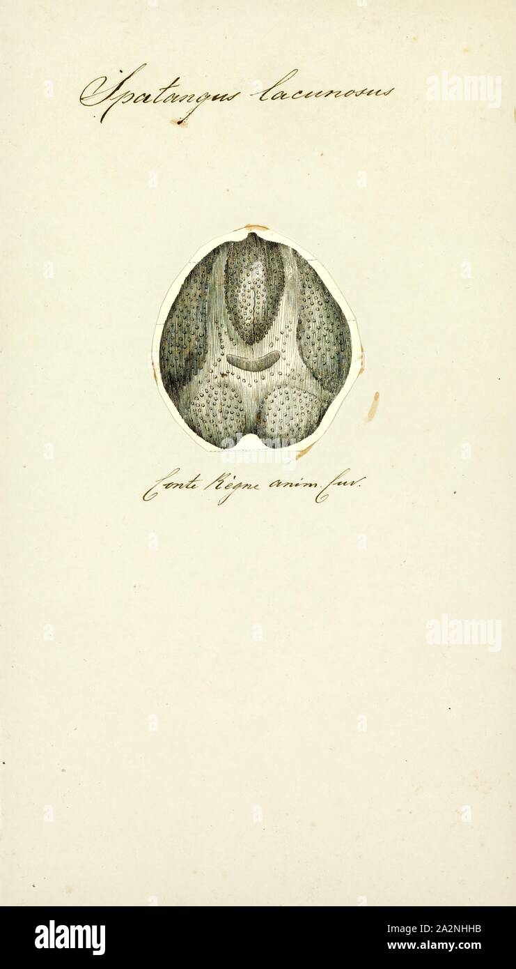 Spatangus lacunosus, Print, Spatangus is a genus of heart urchins in ...