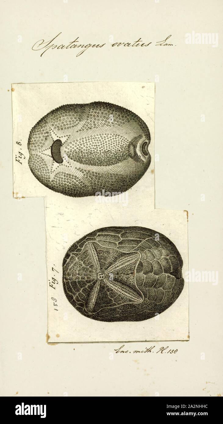 Spatangus ovatus, Print, Spatangus is a genus of heart urchins in the ...