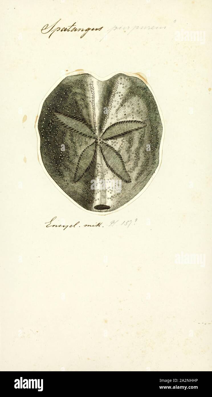 Spatangus purpureus, Print, Spatangus is a genus of heart urchins in ...