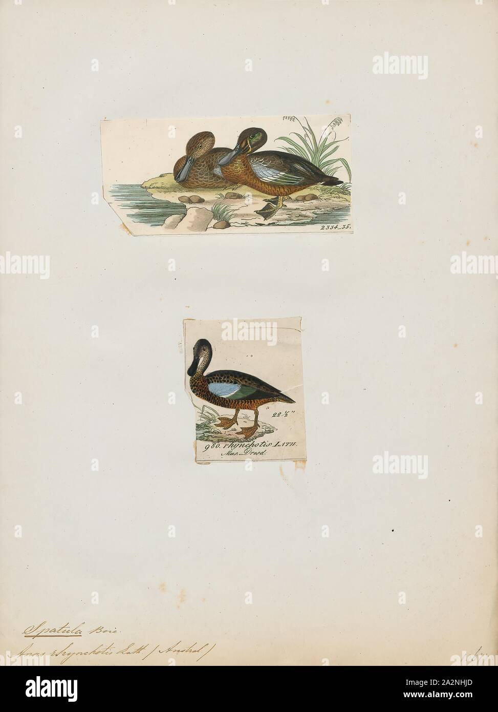 Spatula rhynchotis, Print, The Australasian shoveler (Spatula ...
