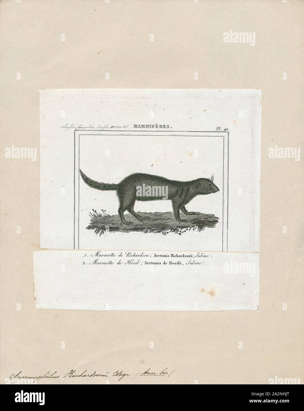 Genus urocitellus prairie dogs hi-res stock photography and images - Alamy