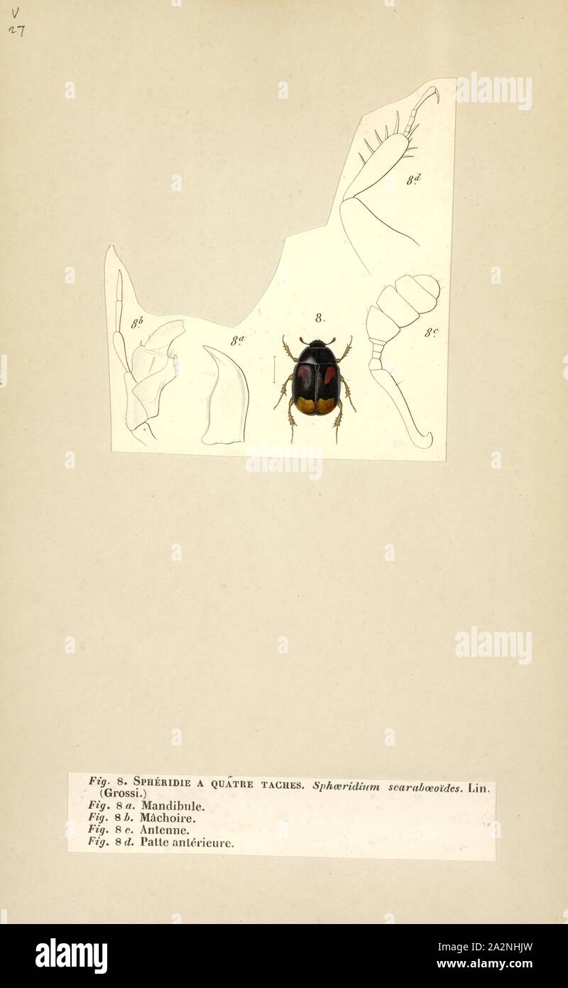 Sphaeridium, Print, Sphaeridium is a genus of beetles in the family ...