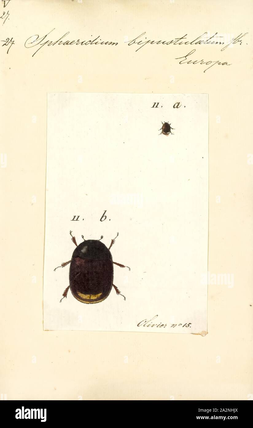 Sphaeridium, Print, Sphaeridium is a genus of beetles in the family ...