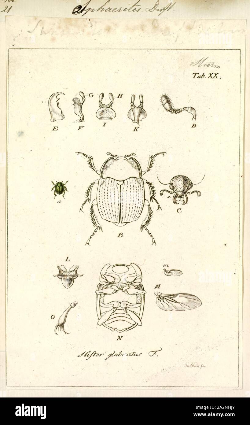 Sphaerites hi-res stock photography and images - Alamy