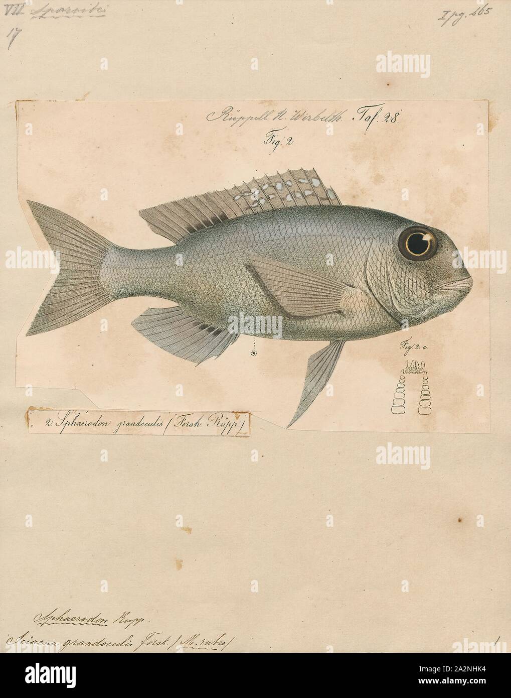 Sphaerodon grandoculis, Print, 1700-1880 Stock Photo - Alamy