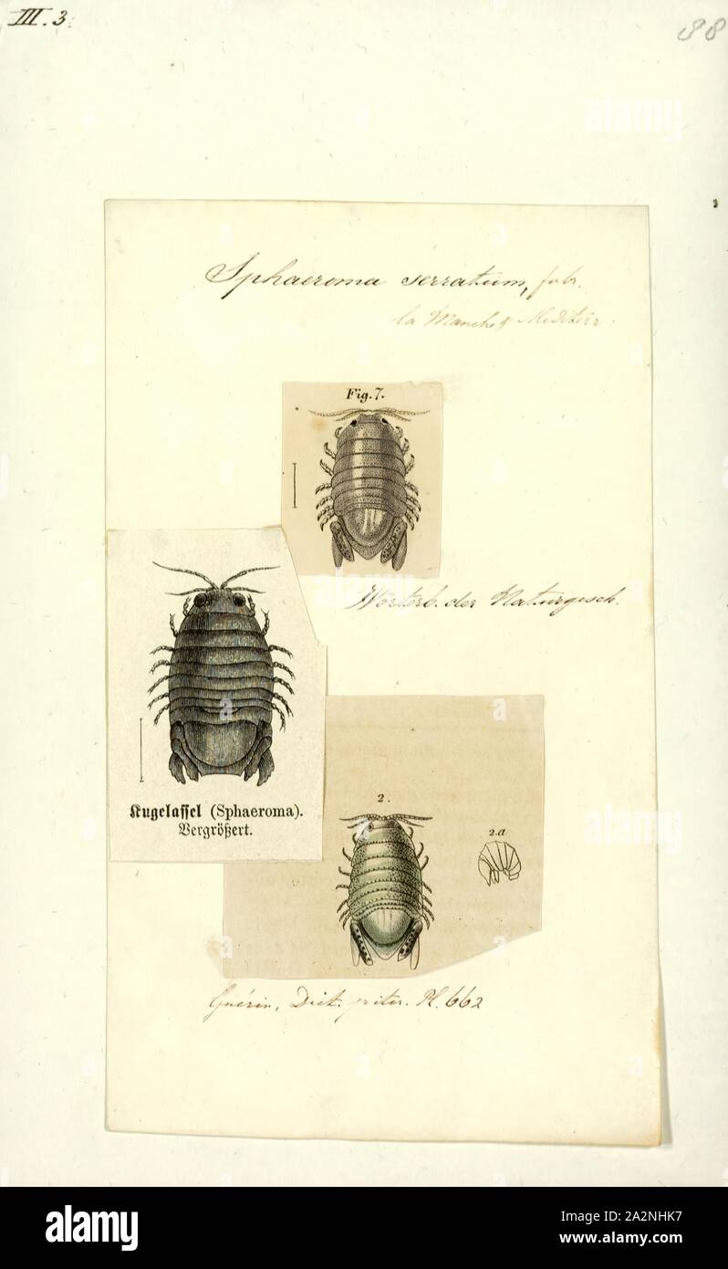 Sphaeroma serratum hi-res stock photography and images - Alamy