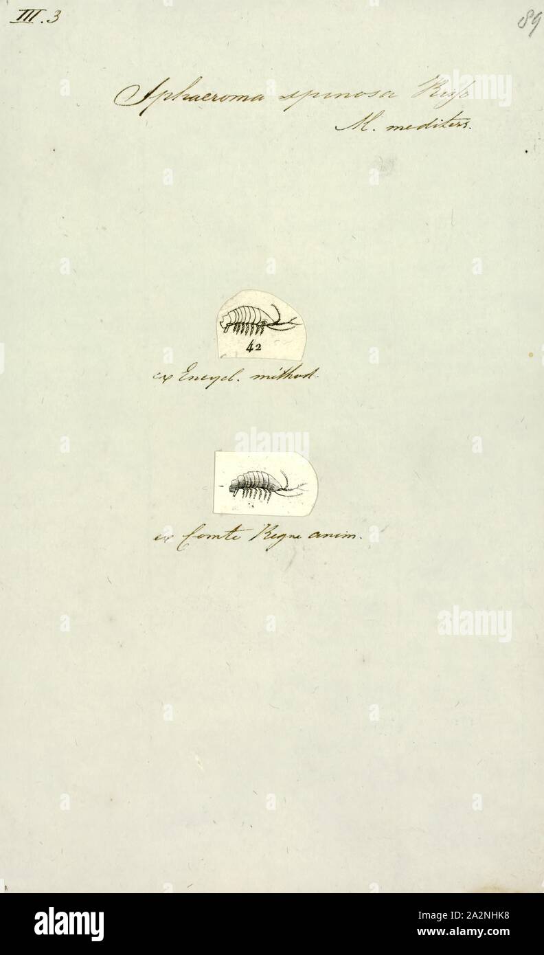 Sphaeroma spinosa, Print, Sphaeroma is a genus of aquatic isopod ...