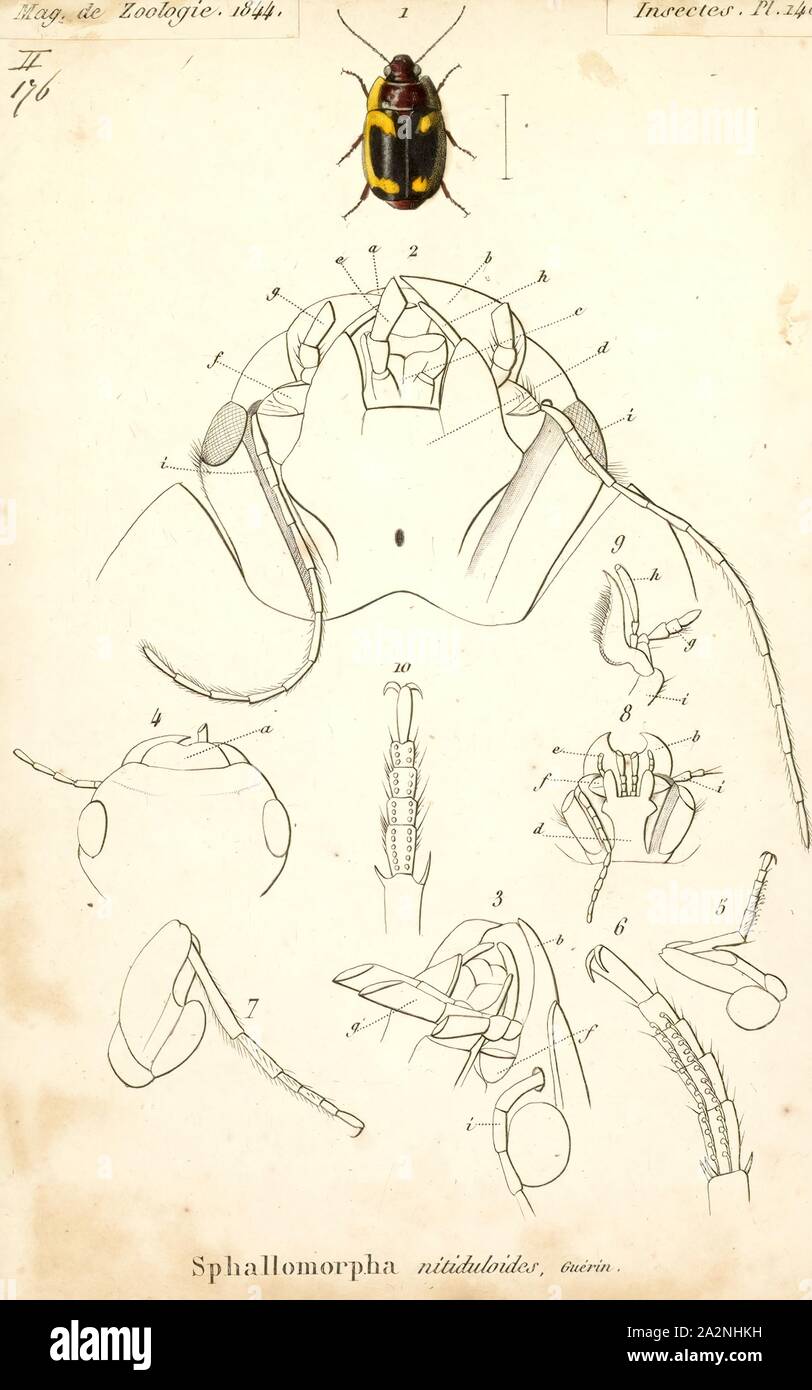 Sphallomorpha hi-res stock photography and images - Alamy