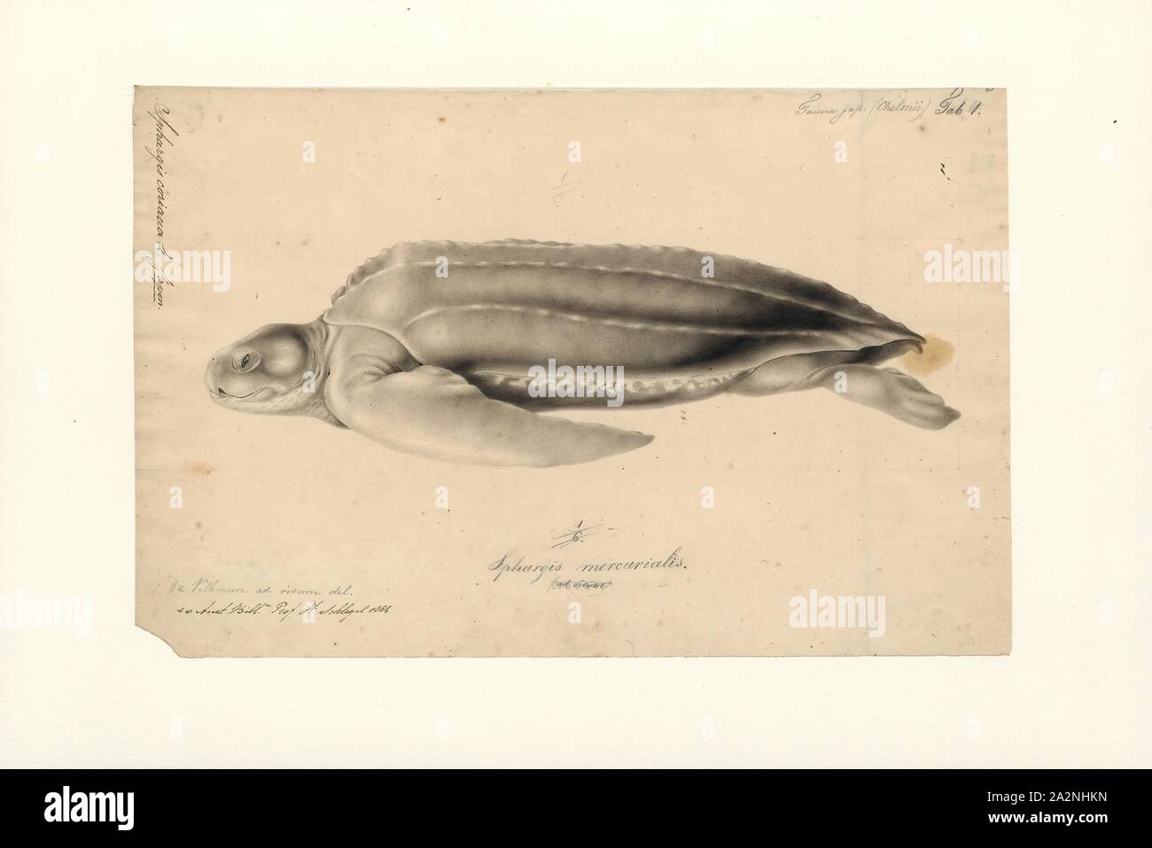 Sphargis coriacea, Print, The leatherback sea turtle (Dermochelys ...