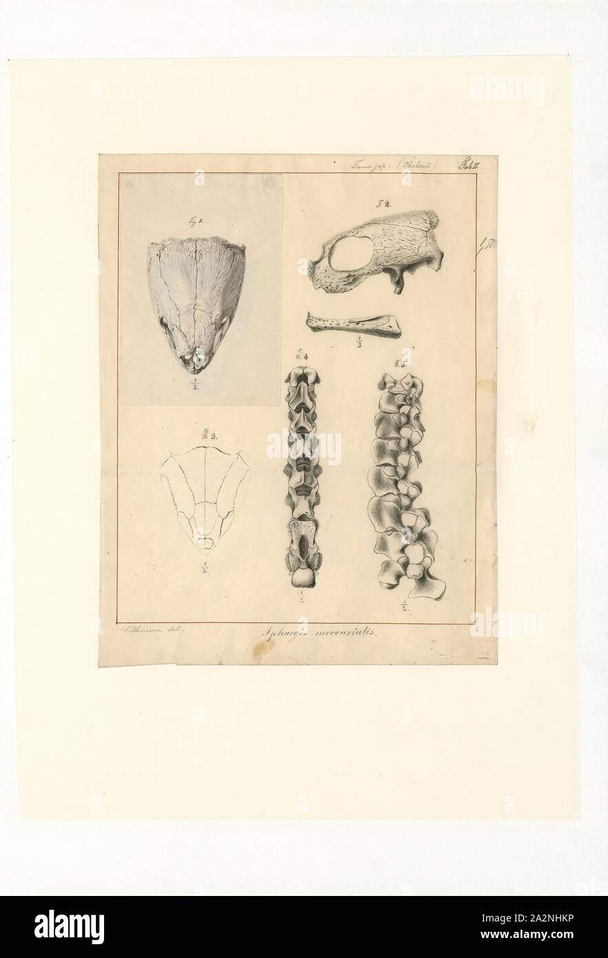 Lute Turtles High Resolution Stock Photography and Images - Alamy