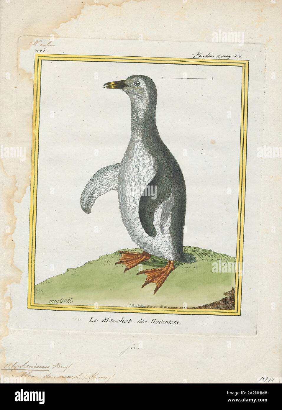 Delineated eyes hi-res stock photography and images - Alamy