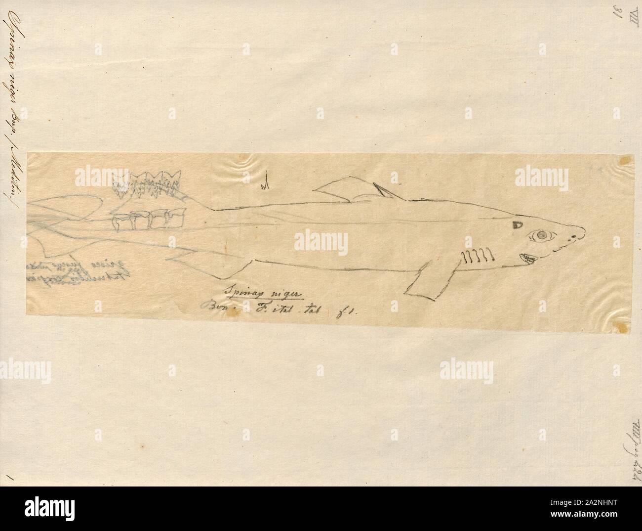 Spinax niger hi-res stock photography and images - Alamy