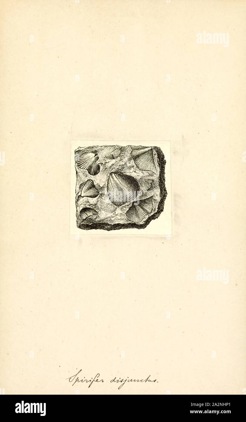 Spirifer disjunctus, Print, Spirifer is a genus of marine brachiopods ...